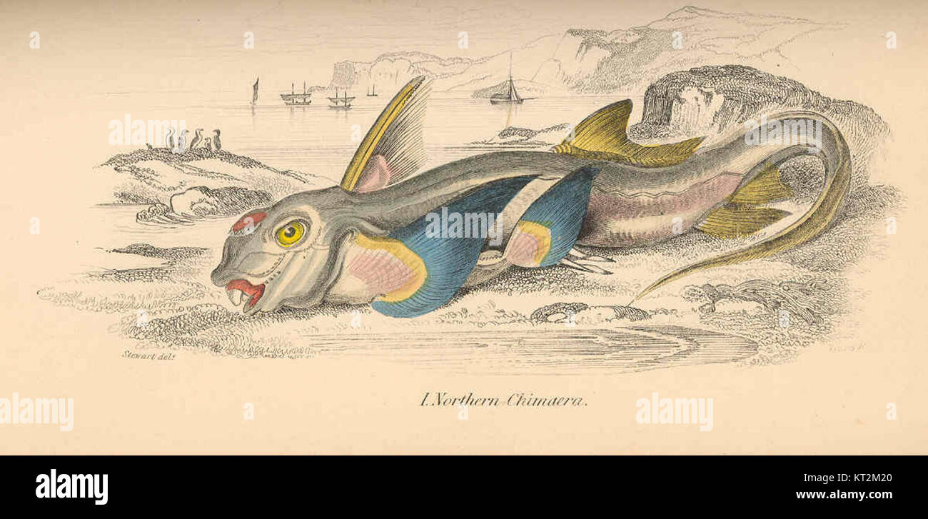 The Northern Chimaera (Hydrolagus trolli) is a deep-sea fish known for ...