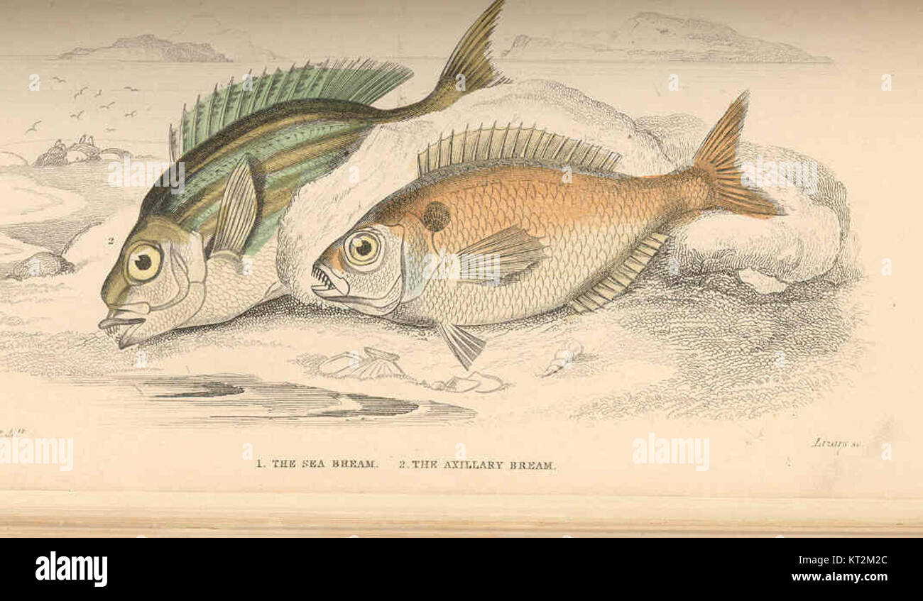 This entry details two types of fish, the Sea Bream (36458) and the ...