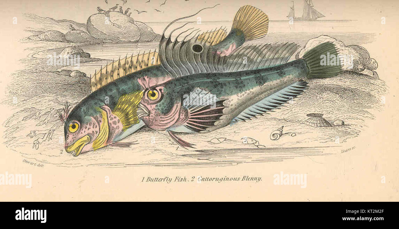 This image showcases two species of marine life: the Butterfly Fish and ...