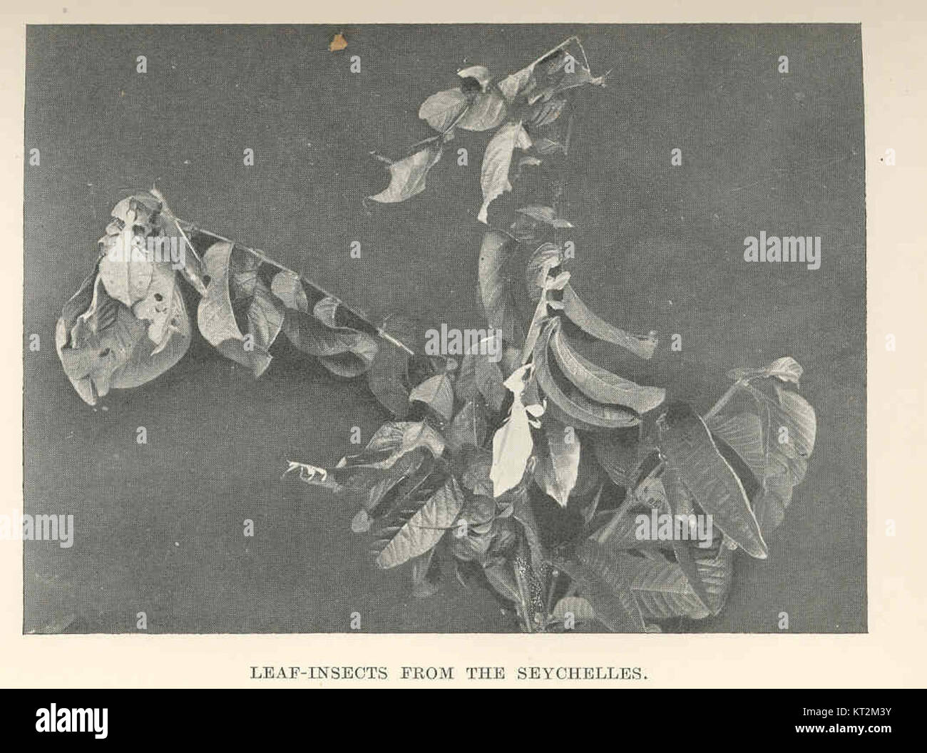 This image features leaf-insects from the Seychelles, known for their ...
