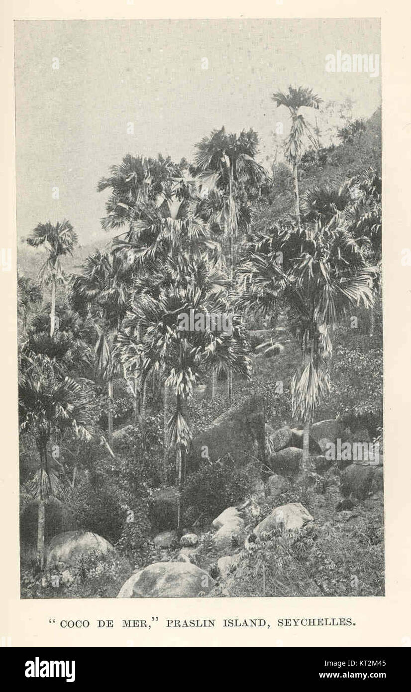 The Coco de Mer, with the catalog number 36491, is a unique seed native ...