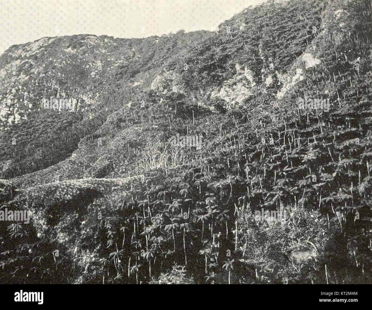 Trinidad fern tree hi-res stock photography and images - Alamy