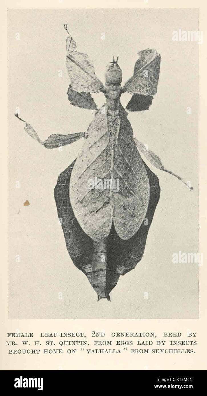 The specimen labeled '36527 Female Leaf-Insect' represents the second ...