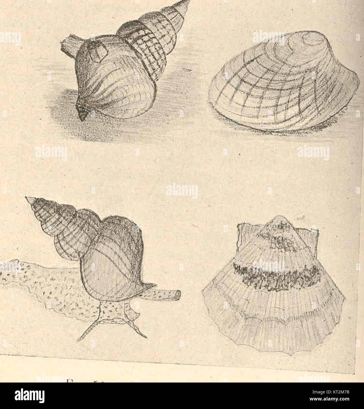 '36539 Bulots et coques de mer' translates to a description involving ...