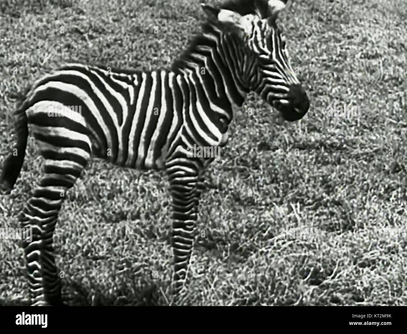 Africa Speaks! (1930) is a documentary film that showcases wildlife and ...