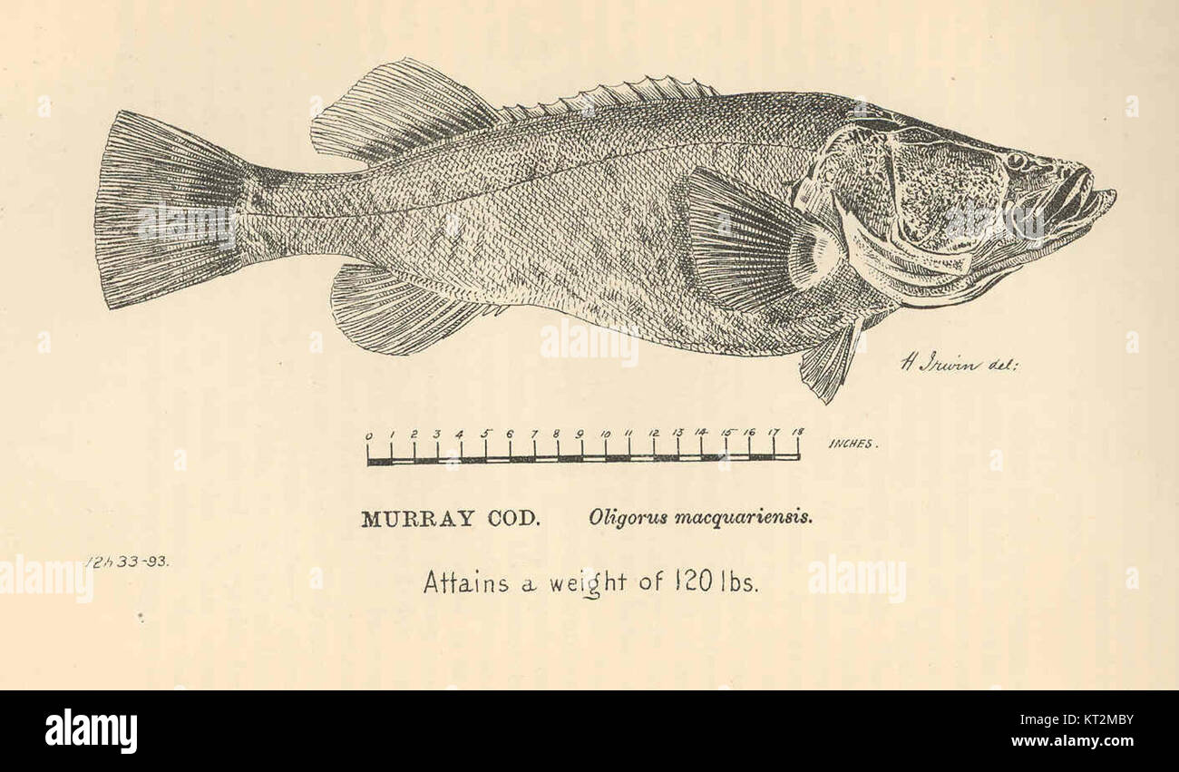 Murray cod hi-res stock photography and images - Alamy