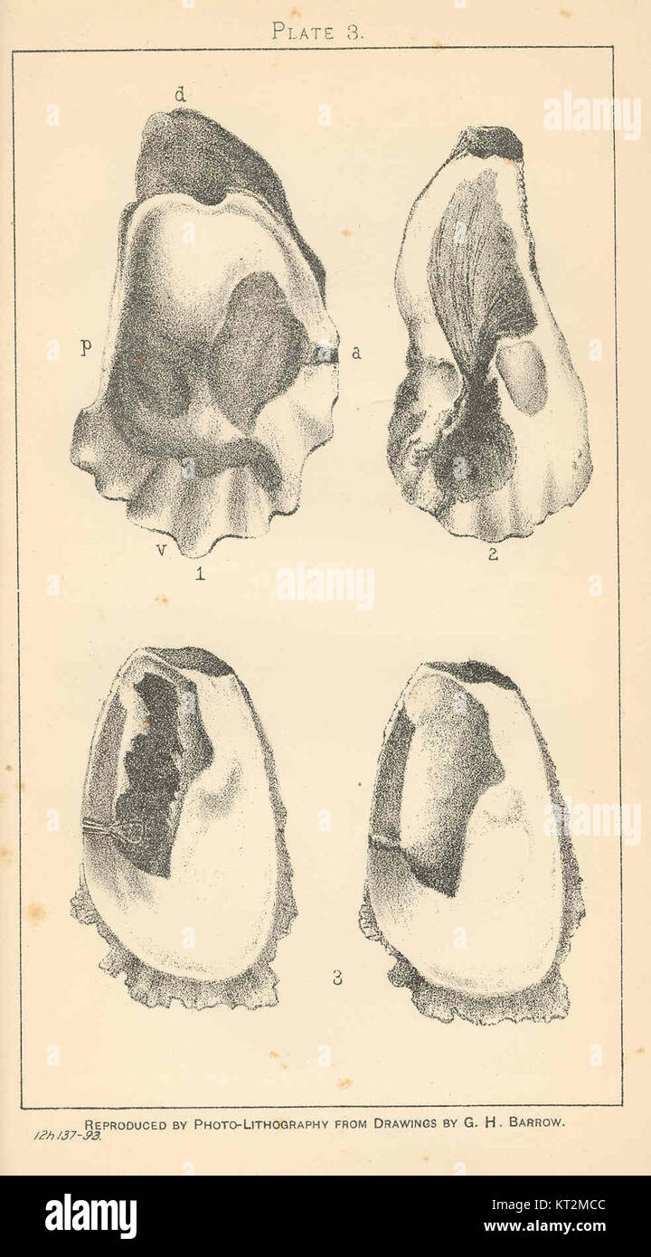 The image depicts two valves of the Ostrea cuculata, a type of oyster ...