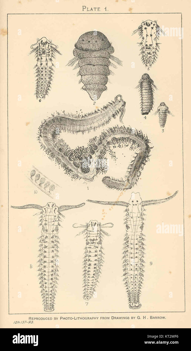 Polydora ciliata, a species of marine worm, is depicted in its ...