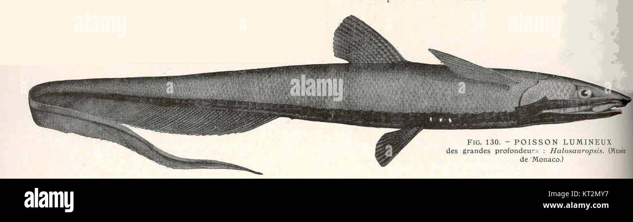 A specimen of the luminous fish, Halosaropsis, from deep ocean waters ...
