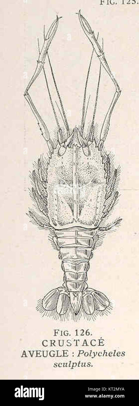 The image features the blind crustacean Polycheles sculptus, a species ...