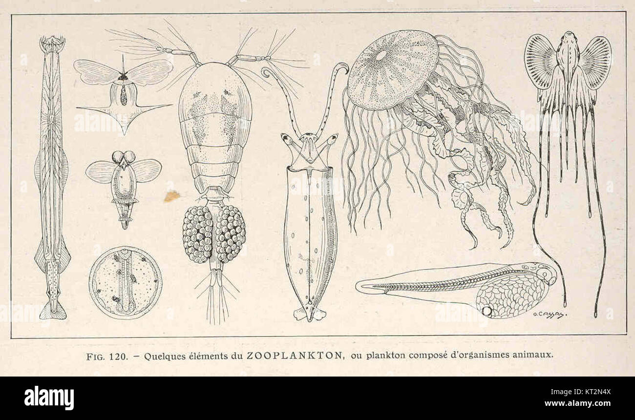 This image depicts elements of zooplankton, a crucial component of ...