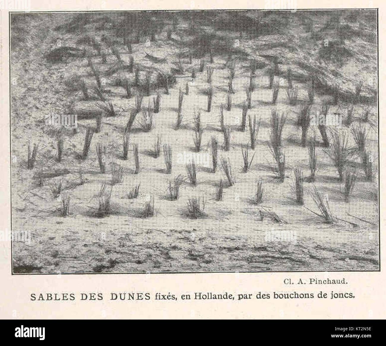 The fixed dunes of the Netherlands (Sables des Dunes) are stabilized by ...