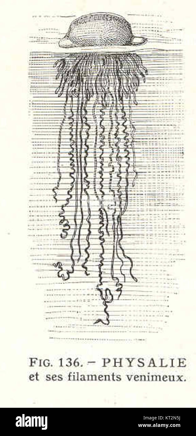 Physalia, commonly known as the Portuguese man o' war, is a marine ...