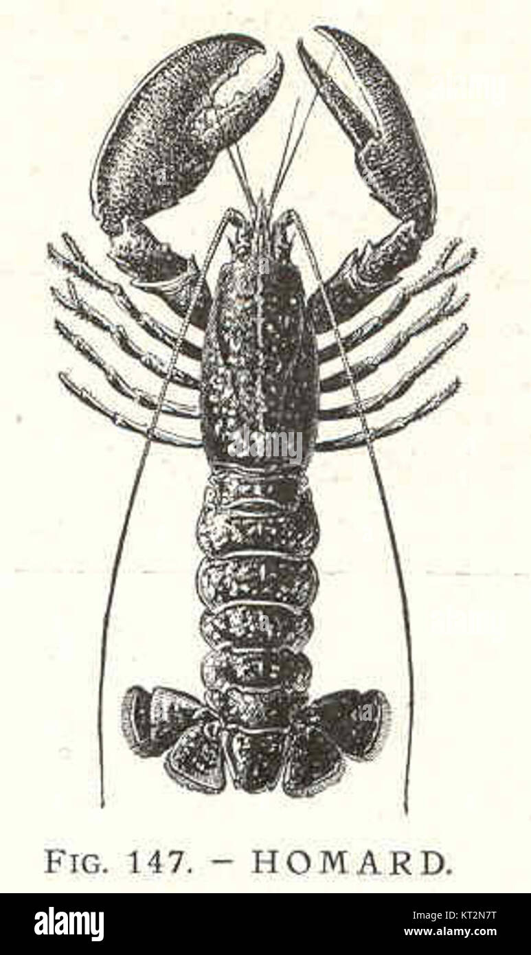 36958 Homard refers to a specific entry or record related to the homard ...