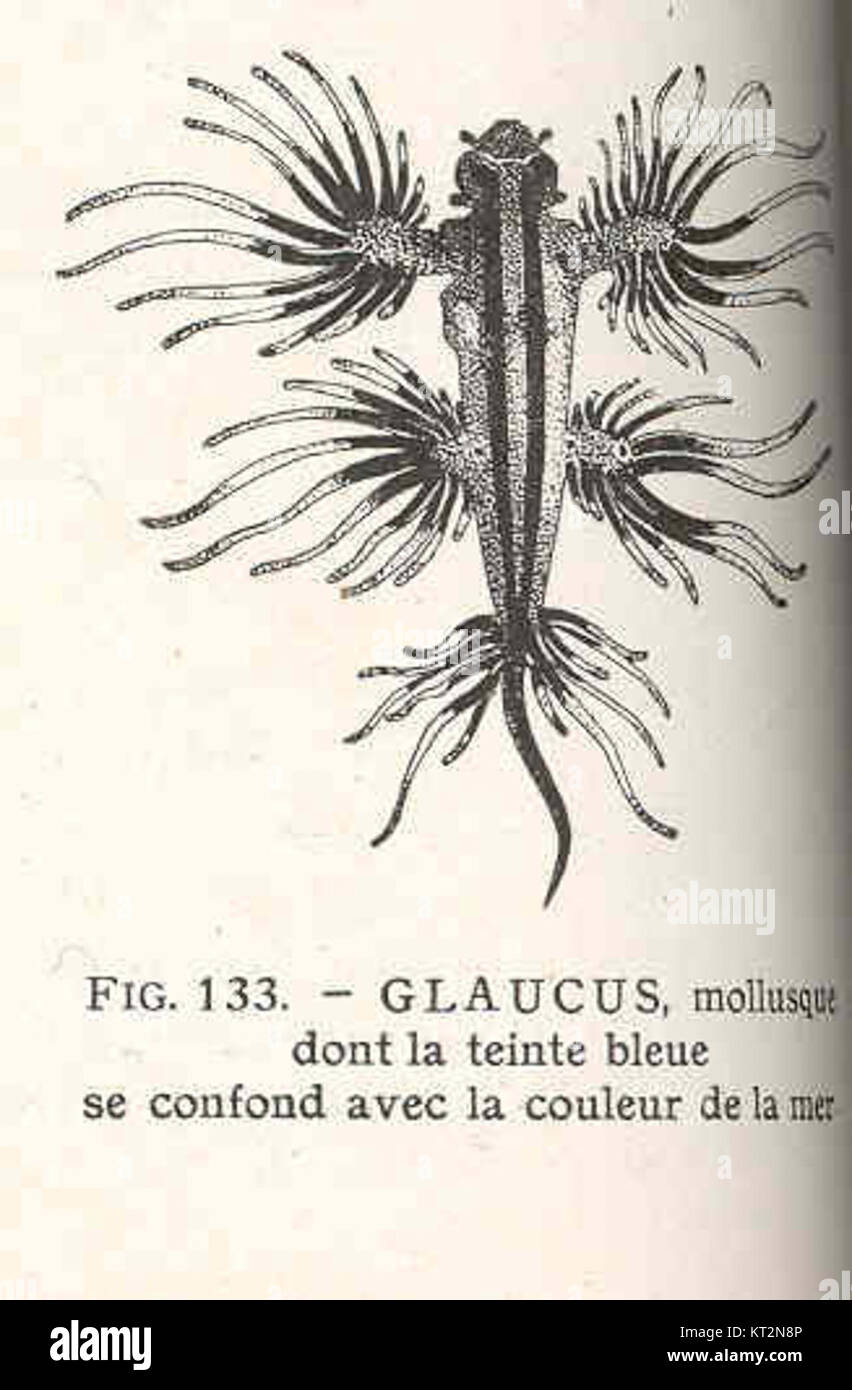 The Glaucus mollusk, known for its striking blue coloration that blends ...