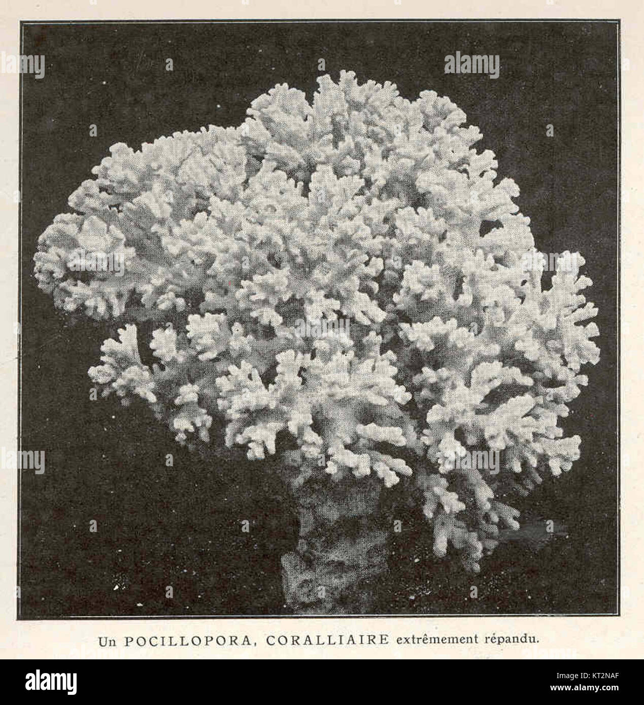 Pocillopora is a genus of coral known for its widespread distribution ...