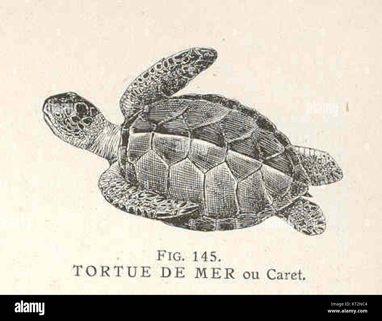 Turtles unique patterns hi-res stock photography and images - Alamy