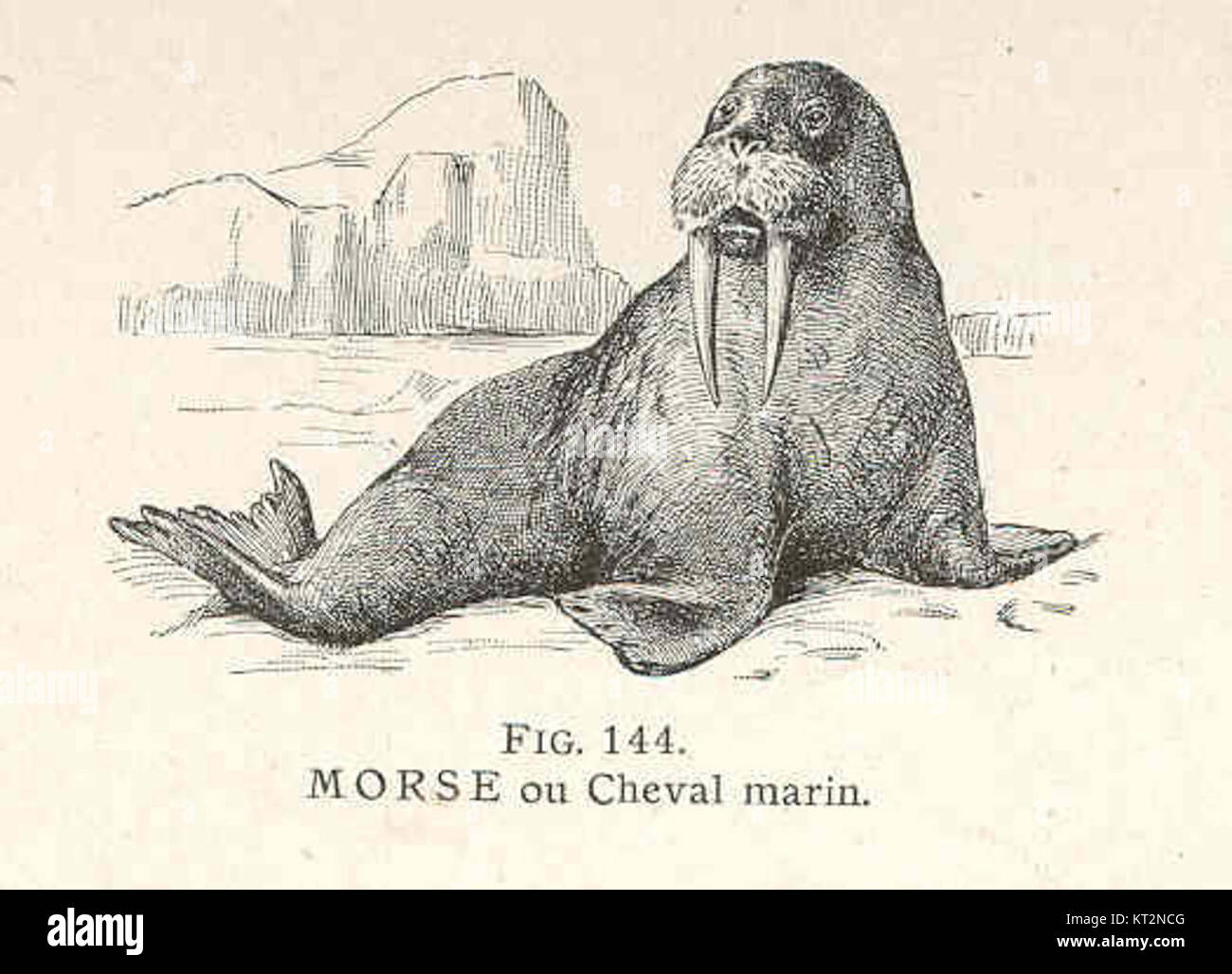 Cheval marin hi-res stock photography and images - Alamy