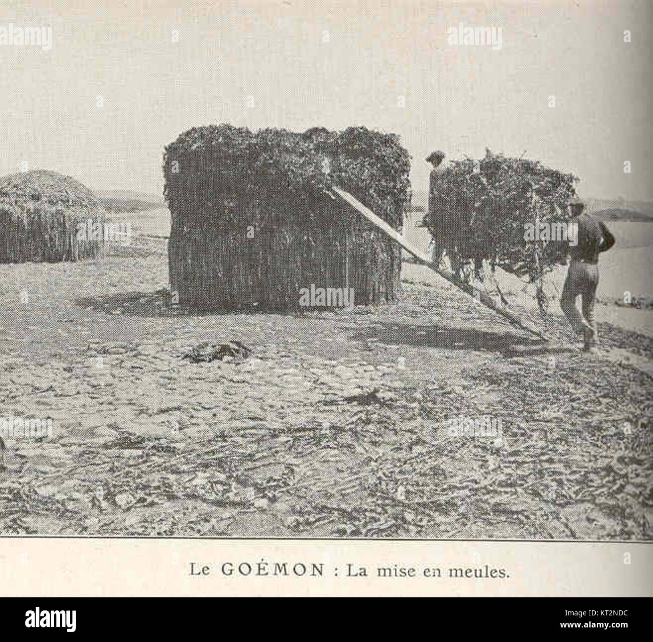 37063 Goemon - la mise en meules Stock Photo - Alamy