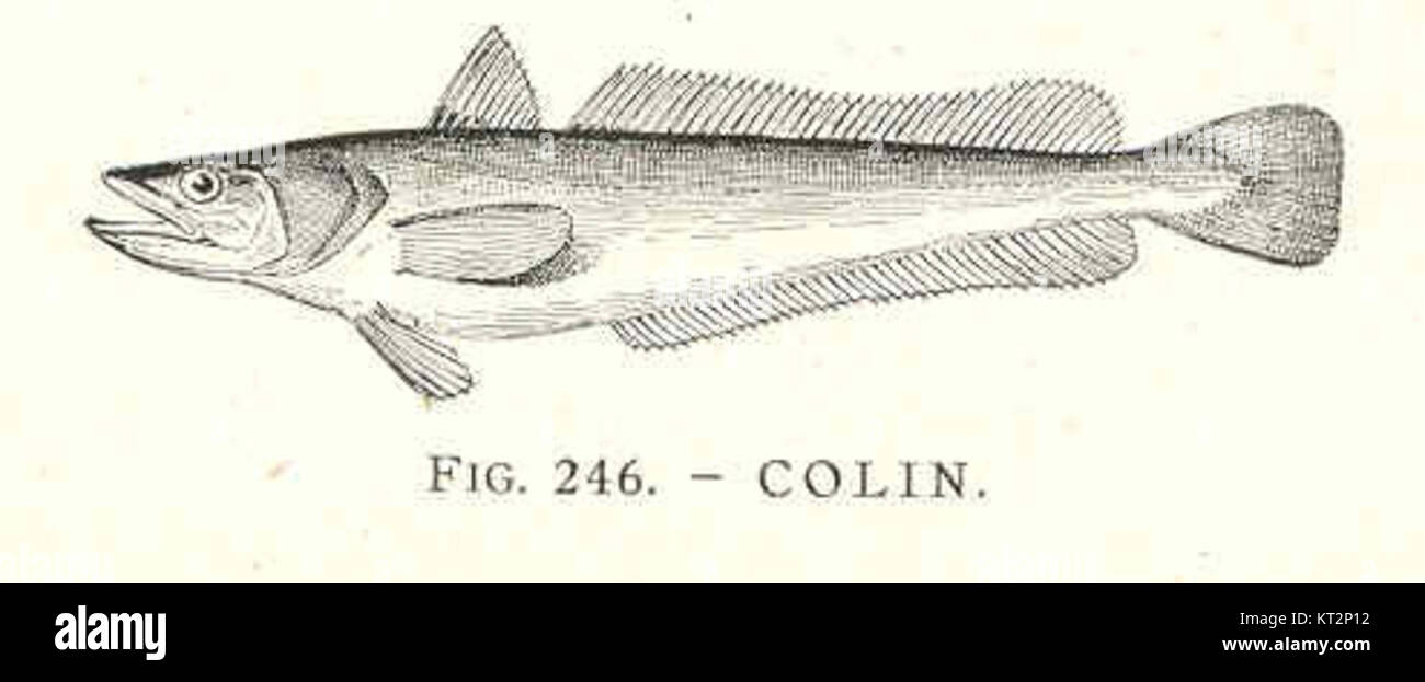 37369 Colin is a reference number or identification code possibly ...