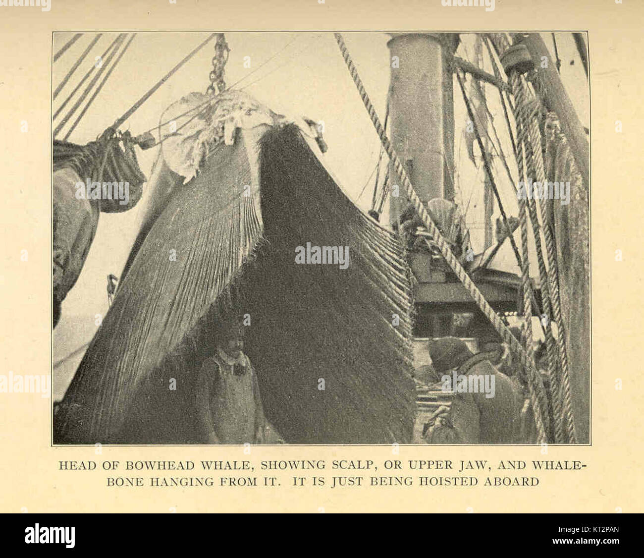 A photograph of a bowhead whale head, showcasing its scalp, upper jaw ...