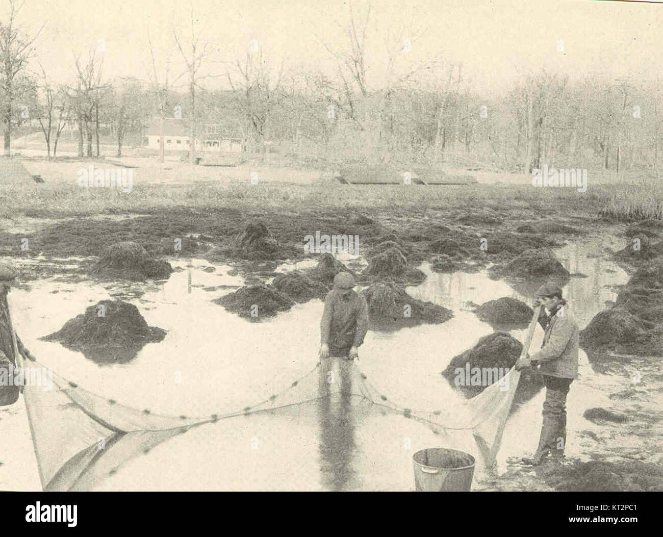 An image depicting pond 37584 after water extraction, with Chara (a ...