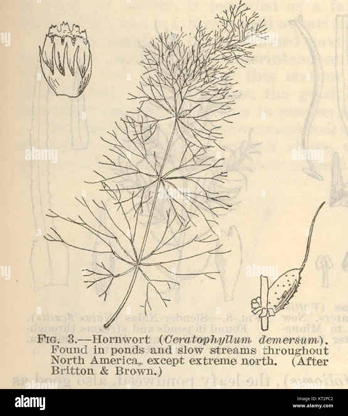 Ceratophyllum demersum, commonly known as Hornwort, is an aquatic plant ...