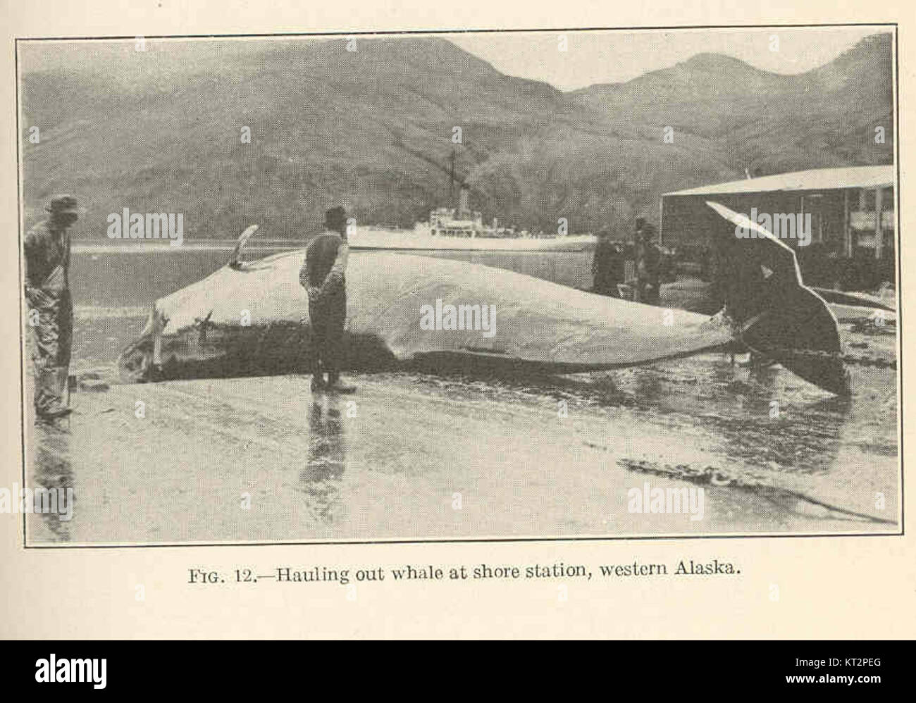 A historical photograph depicting the process of hauling a whale onto ...
