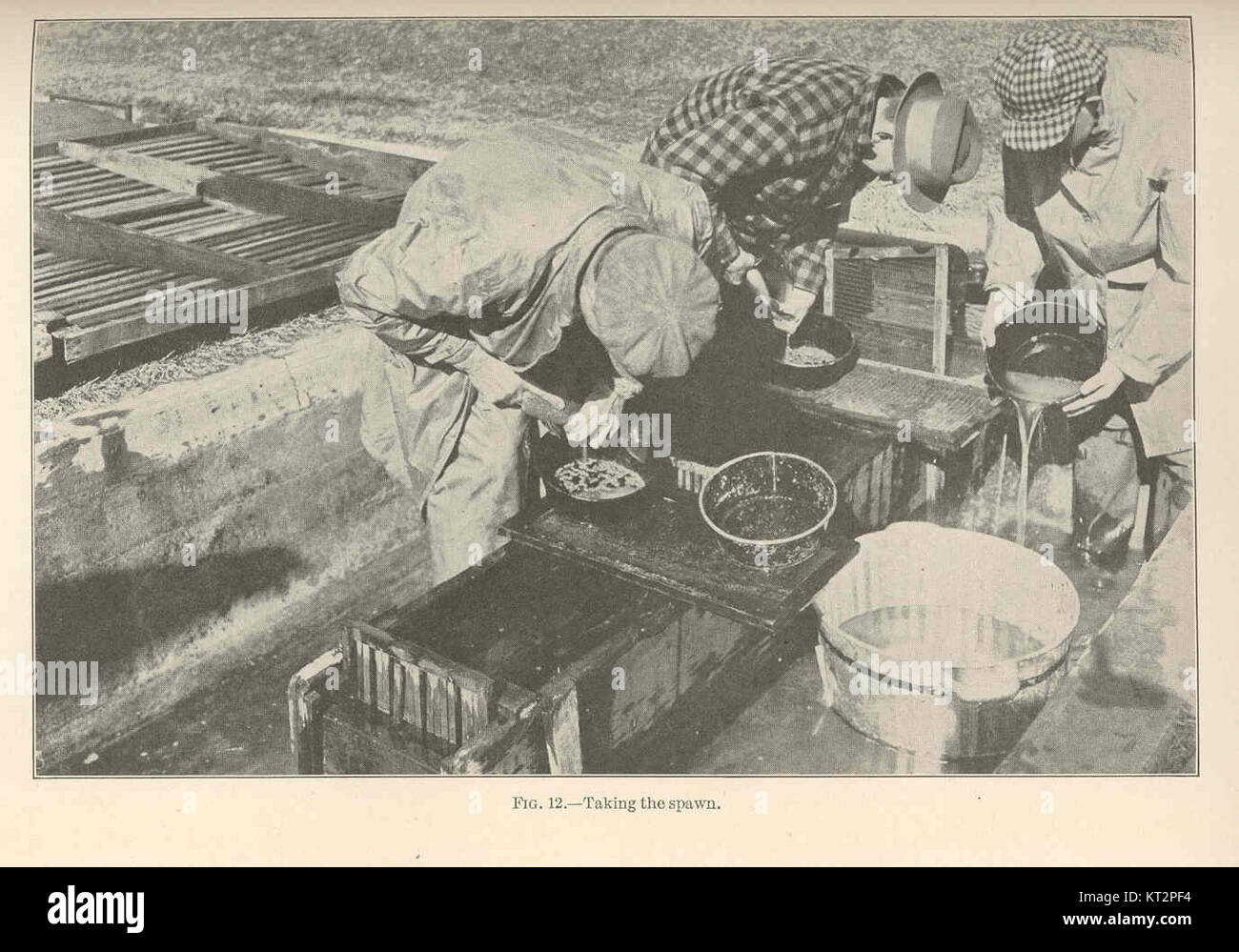 This image depicts a biological scene where a creature, identified as ...