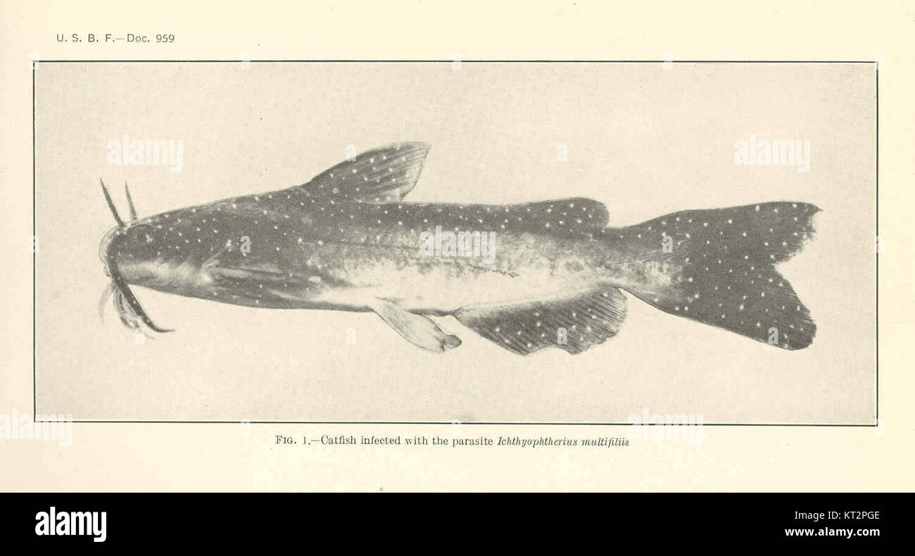 This image shows a catfish infected with the parasite Ichthyophtherius ...