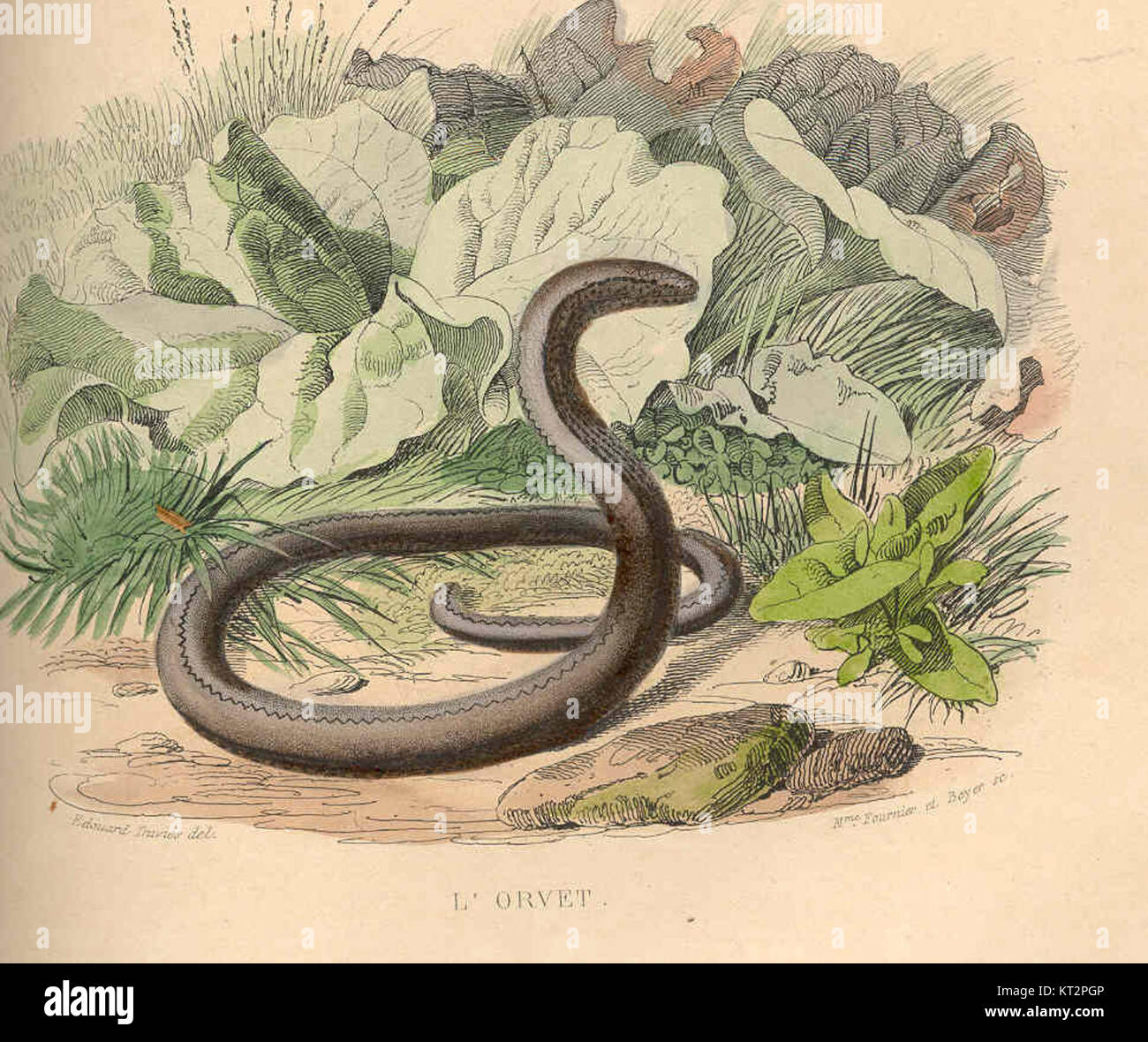 Orvet hi-res stock photography and images - Alamy