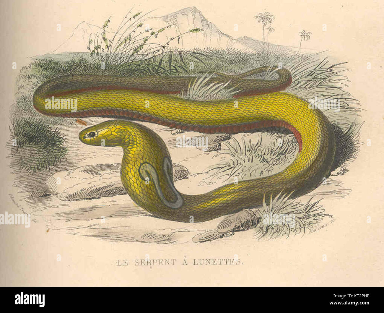 The 'Serpent à Lunettes' (Serpent with Glasses) is a notable piece of ...