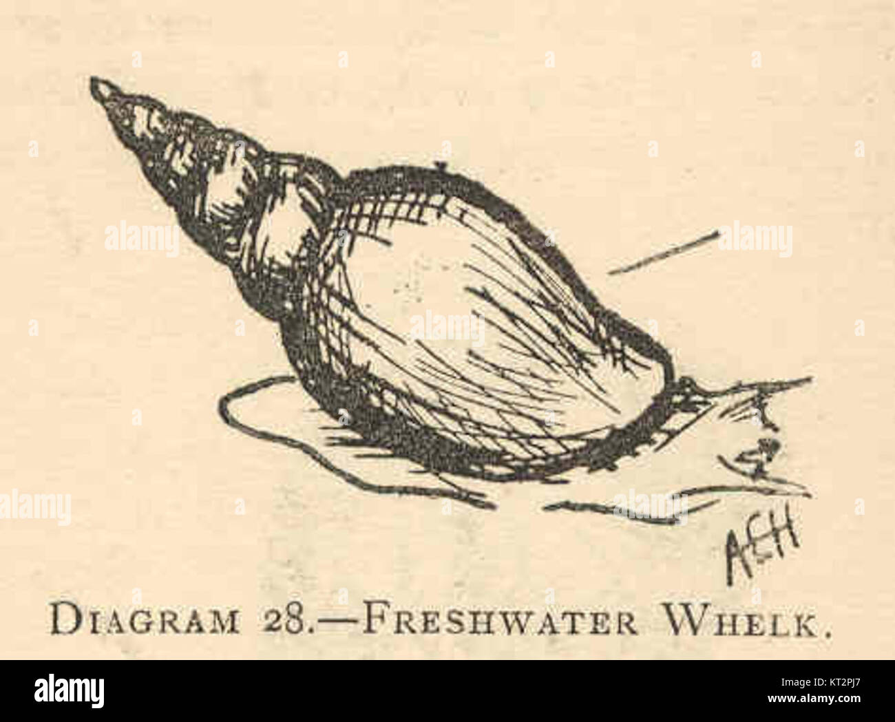 Specific species of snail hi-res stock photography and images - Alamy