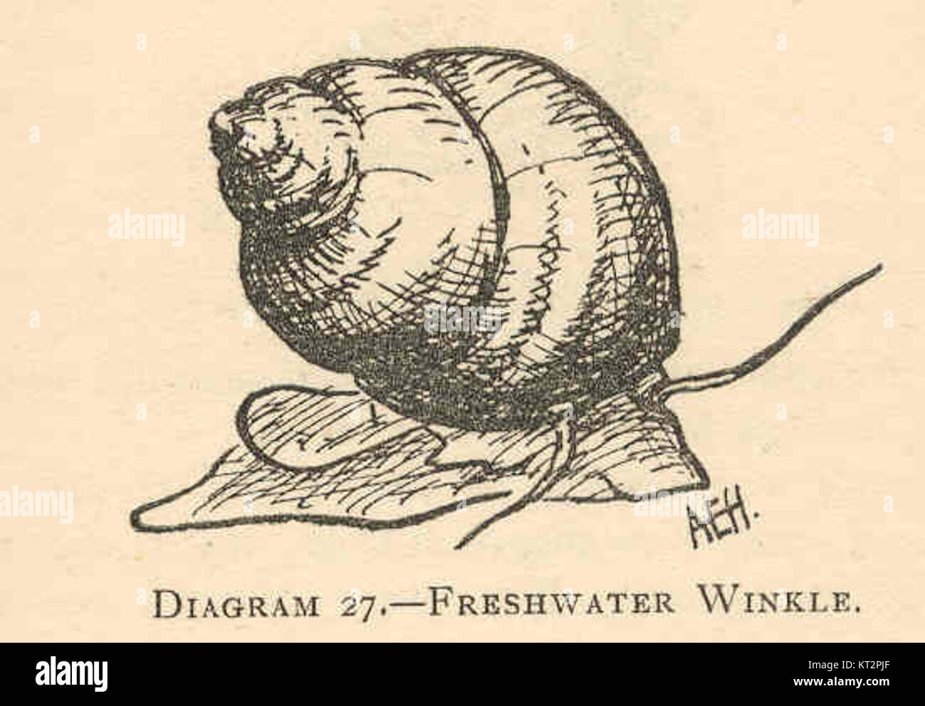 The Freshwater Winkle, cataloged as 37717, is a species of freshwater ...