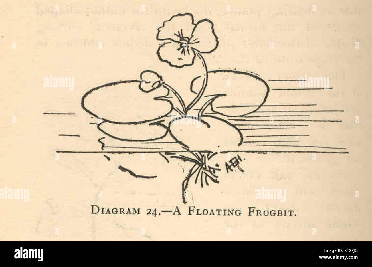Floating Frugbit, cataloged as 37718, refers to a unique floating ...