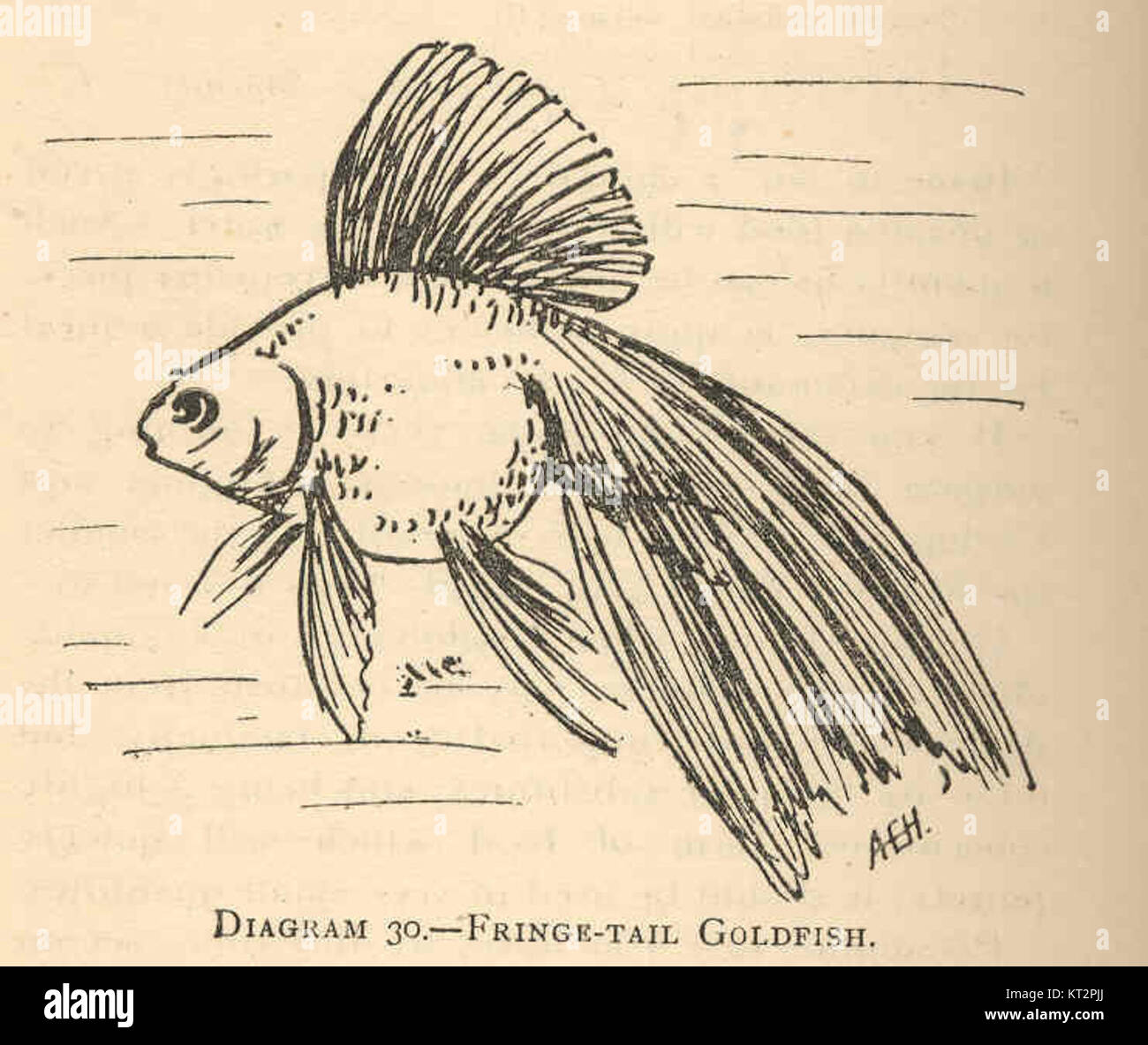 Fringe Tail High Resolution Stock Photography and Images - Alamy