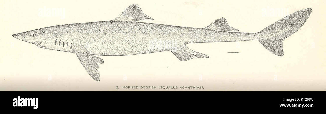 Squalus Acanthias Stock Photos & Squalus Acanthias Stock Images - Alamy