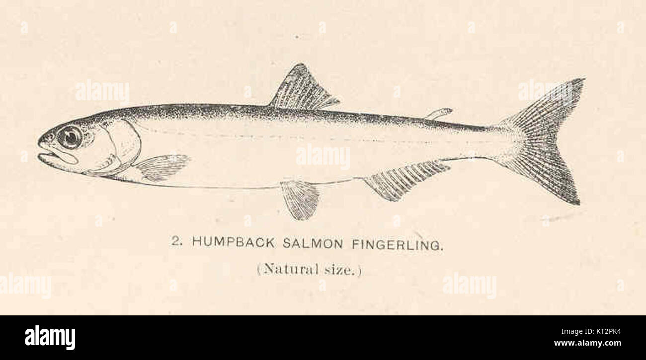 This image depicts a humpback salmon fingerling, an early life stage of ...