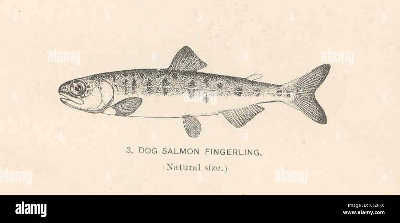 This refers to the young stage of a Dog salmon fingerling, part of the ...