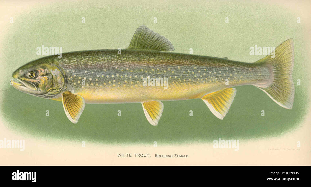 37754 White Trout Breeding Female Stock Photo - Alamy