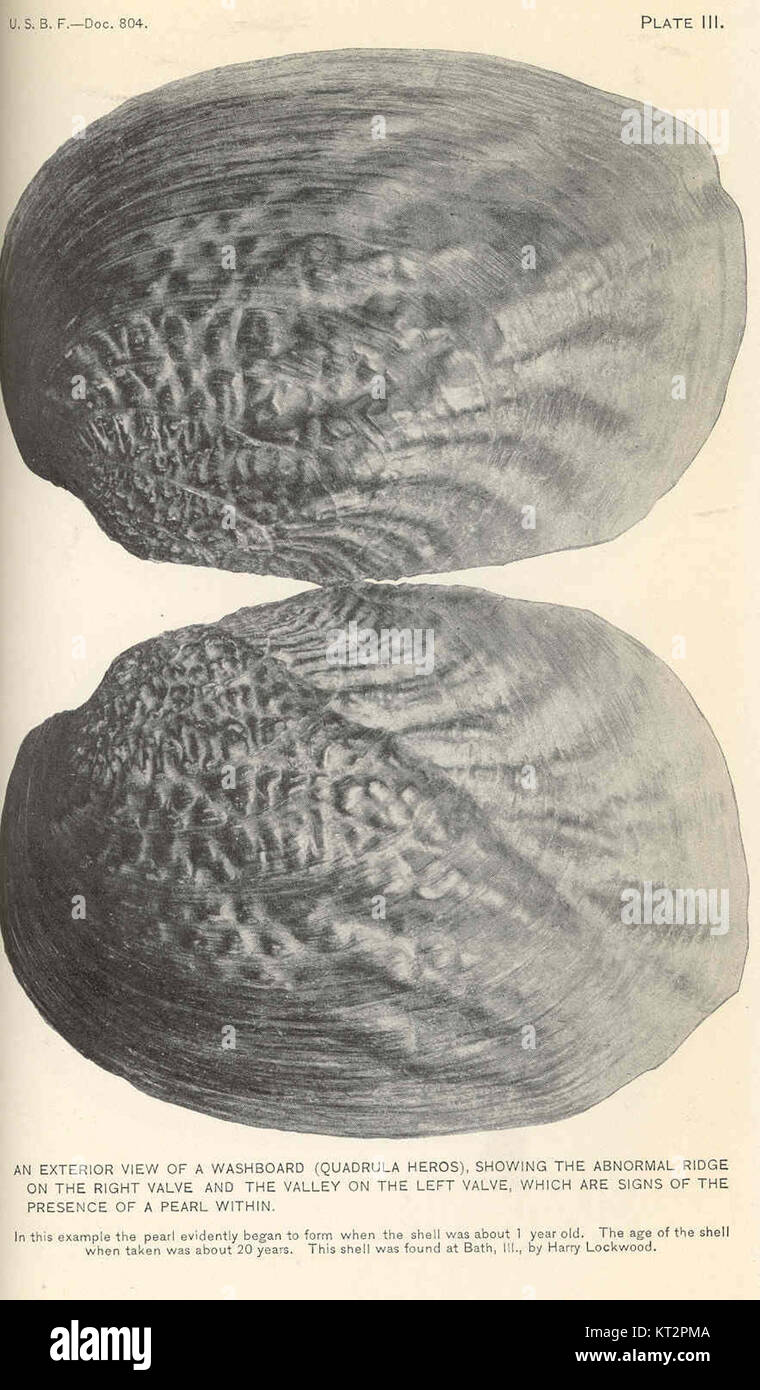 The washboard, Quadrula heros, is a species of freshwater mussel. The ...