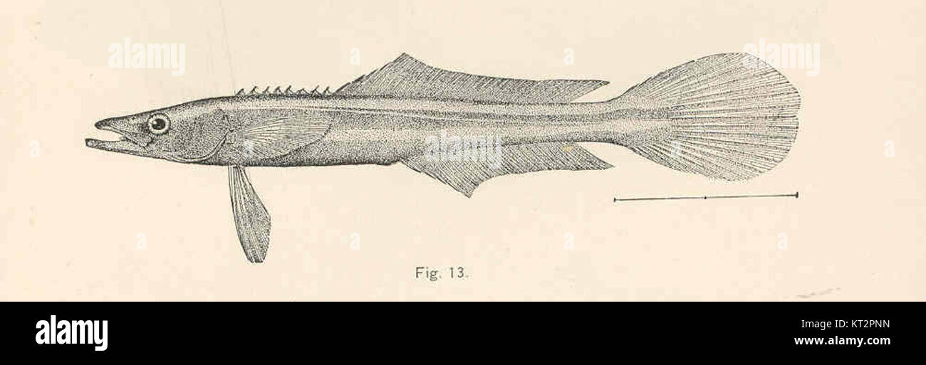 37773 Elacate canada Stock Photo - Alamy