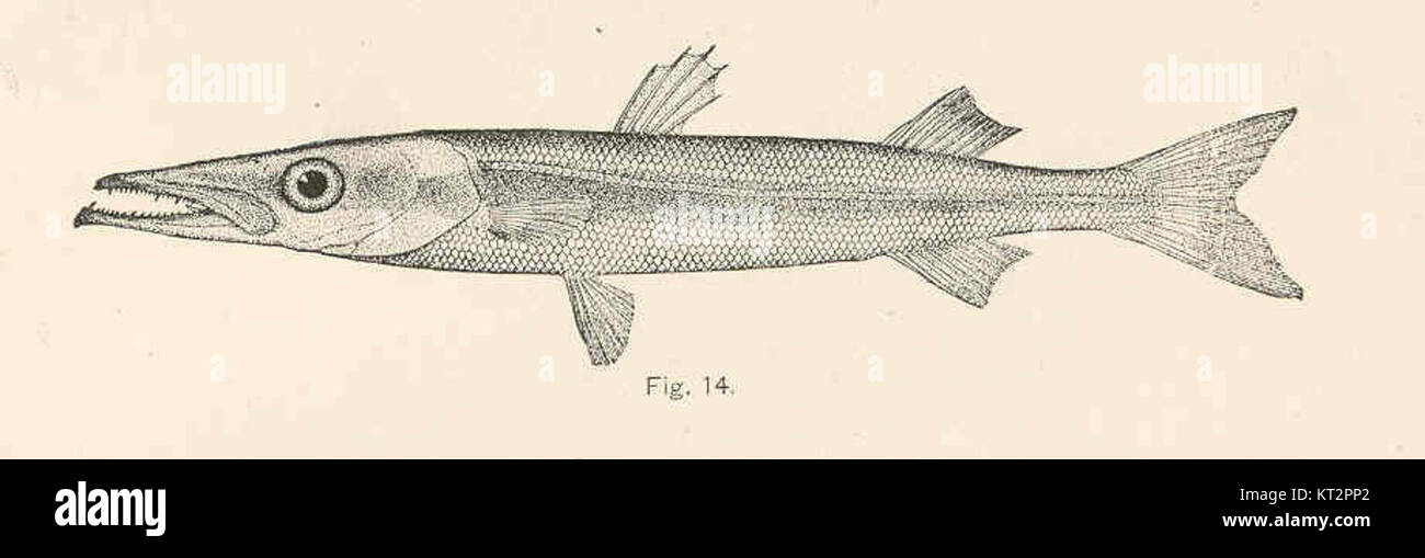 Picuda sphyraena hi-res stock photography and images - Alamy