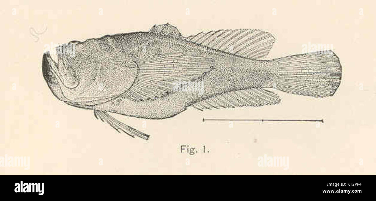 Anoplus hi-res stock photography and images - Alamy