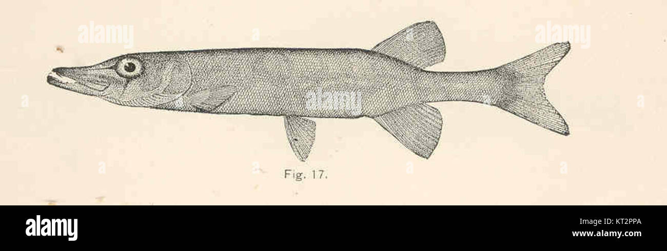 Esox reticulatus, commonly known as a prehistoric species of pike ...