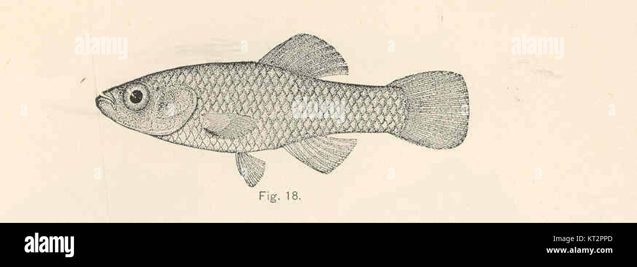 Lucania parva hi-res stock photography and images - Alamy