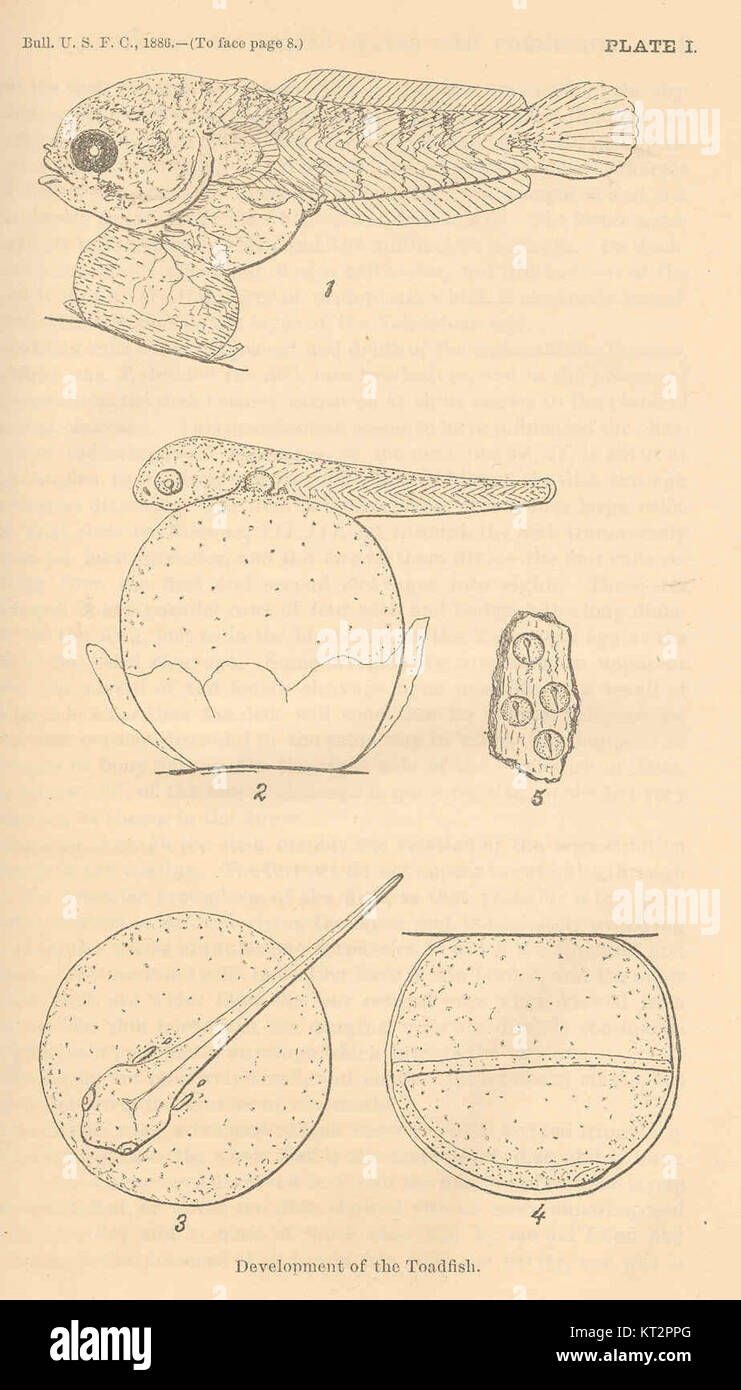 Toadfish illustration hi-res stock photography and images - Alamy