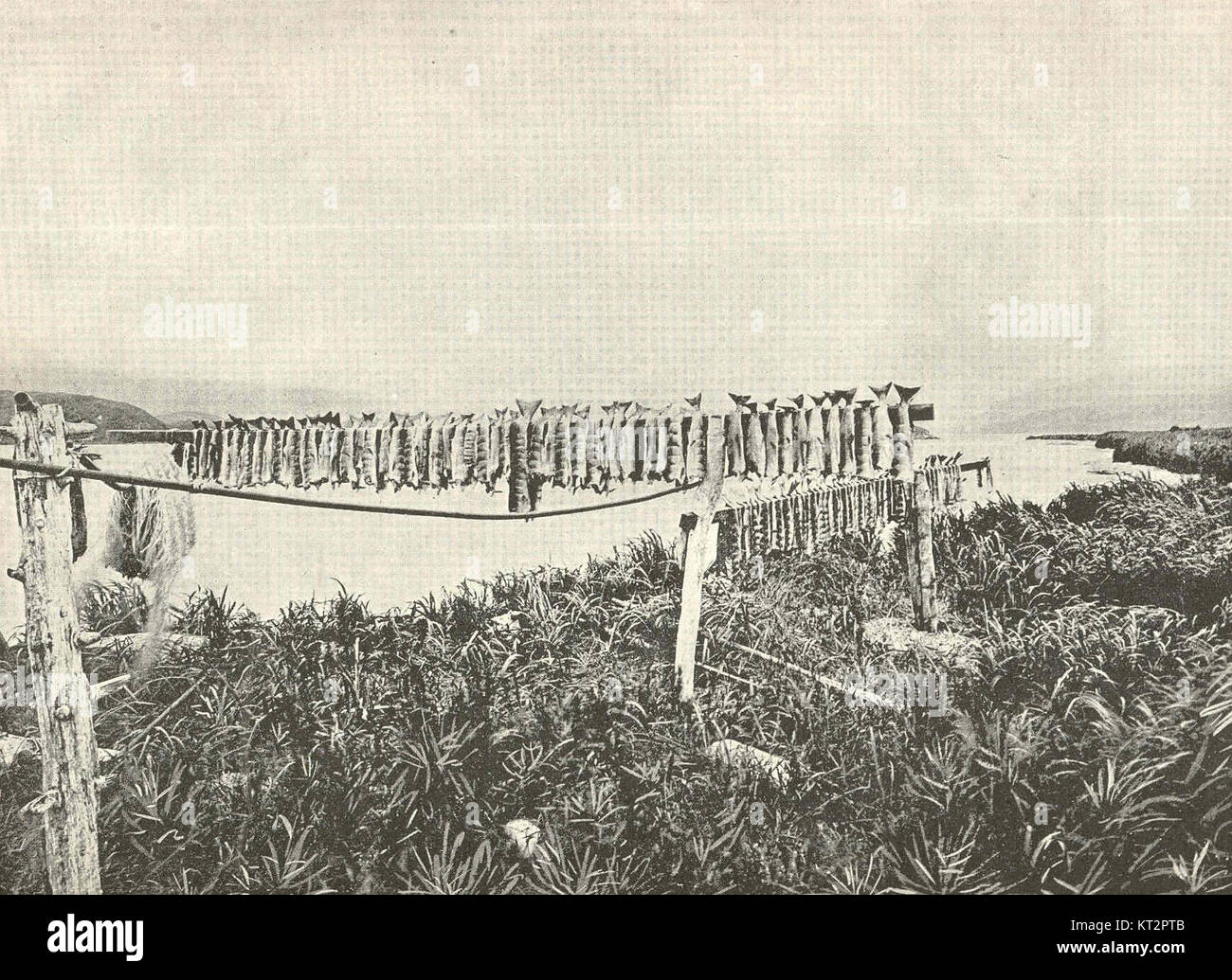 The traditional native method of drying salmon, known as Ukali, is ...