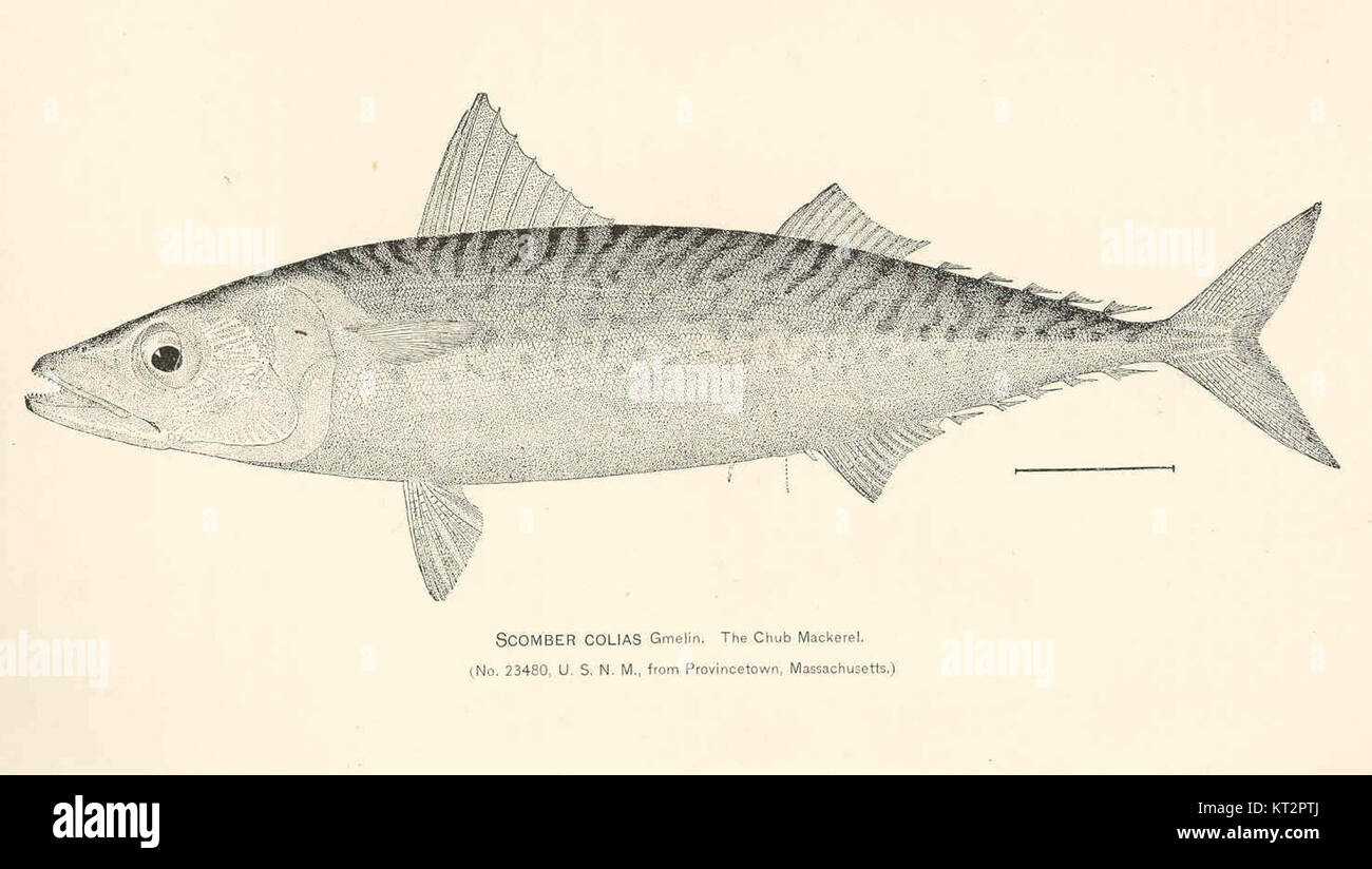 Scomber colias hi-res stock photography and images - Alamy