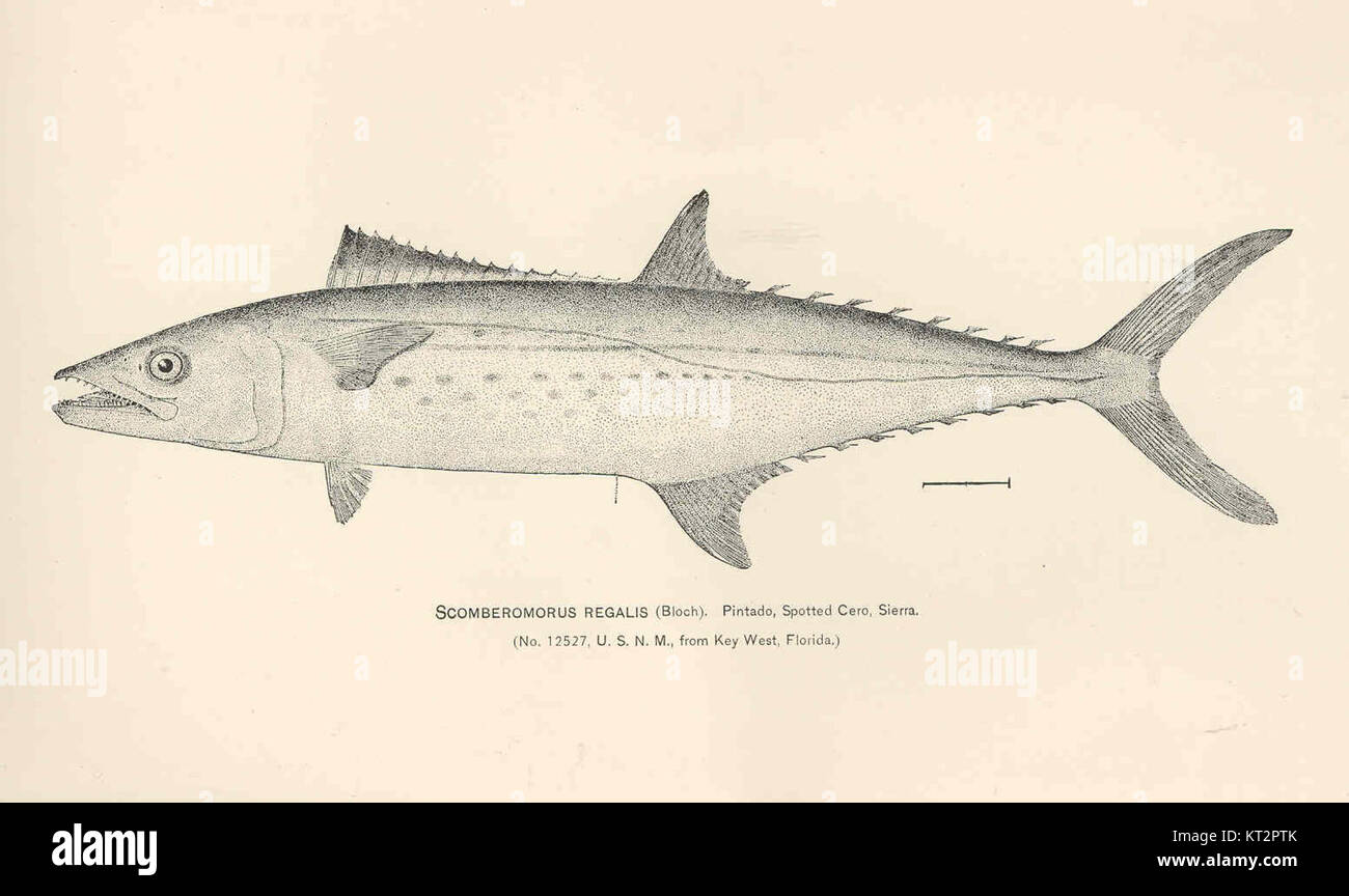 Scomberomorus regalis hi-res stock photography and images - Alamy